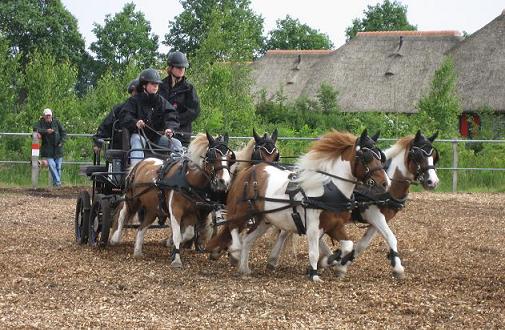"Pony's gaan spectaculair sneller tijdens menwedstrijden" • Bokt.nl