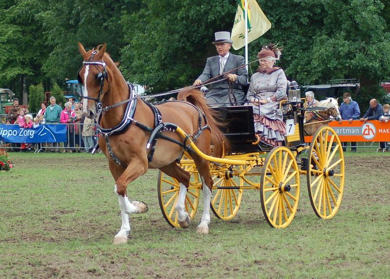 [AR] hoe ligt het tuig? (lendenriem verkeerd?) • Bokt.nl